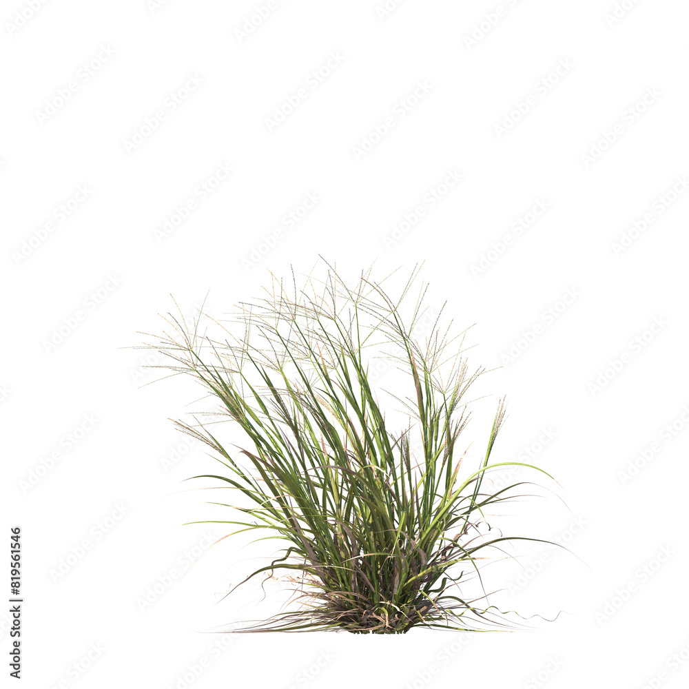 Enteropogon acicularis, Lindl, Lazarides, curly windmill grass, large ...