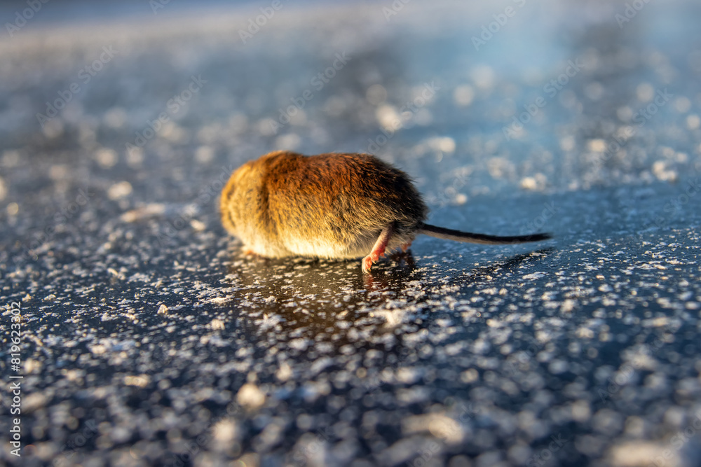 Red-backed vole (Clethrionomys glareolus) runs on ice. Mice migrations ...