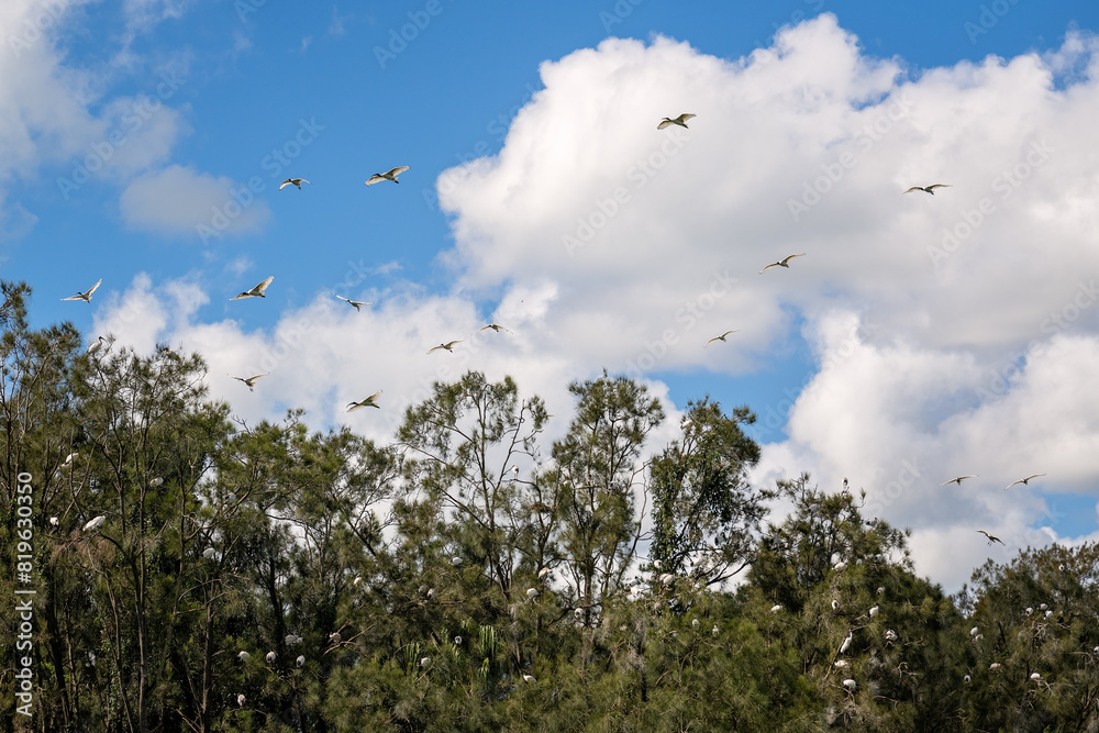Australian white ibis birds, flock flying fly flight, native wader ...