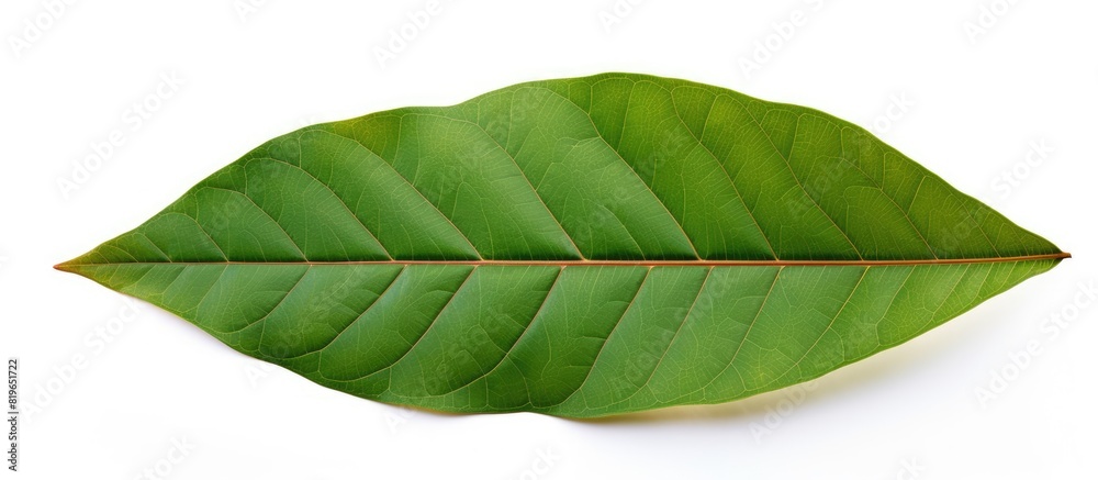 Isolated on a white background a Broad Leaf Mahogany Swietenia ...