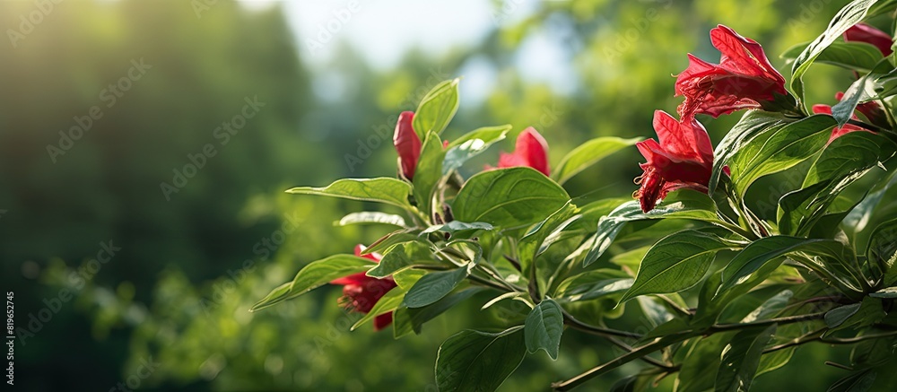 The medicinal Impatiens balsamina rose balsam plant historically used ...