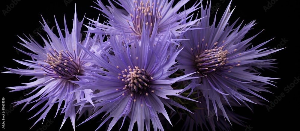 A detailed close up image of Jasione Montana flowers a wild bloom found ...