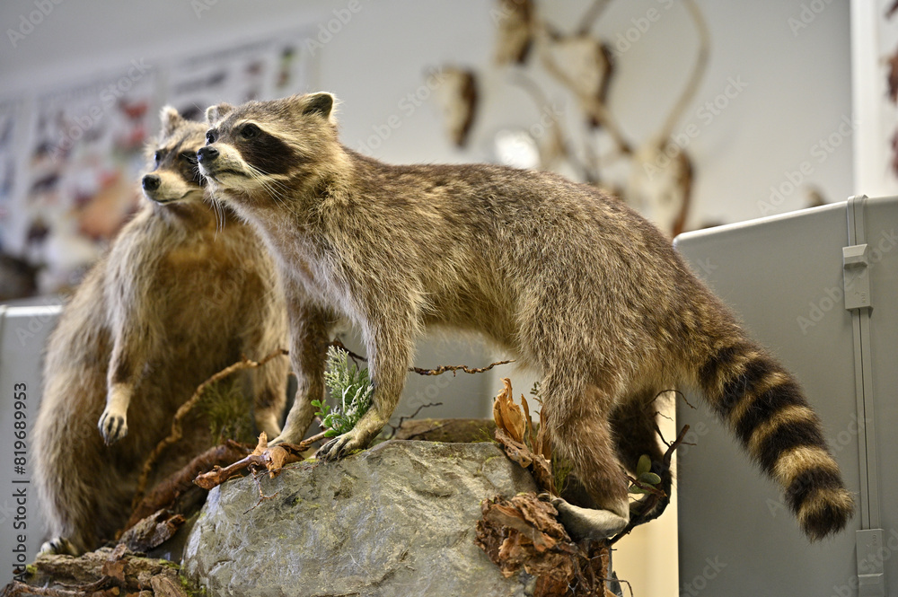 northern raccoon invasive species in Europe taxidermy objects Stock ...