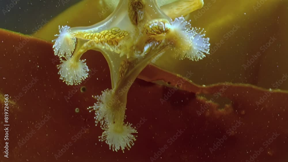 Video features Lucernaria jellyfish, known for its sedentary nature ...