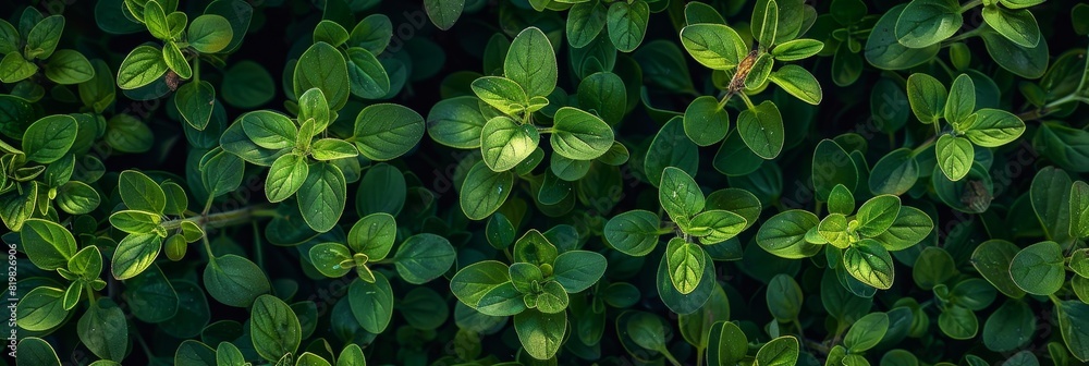 Thyme texture background, thymus leaf banner, Thymus vulgaris pattern ...