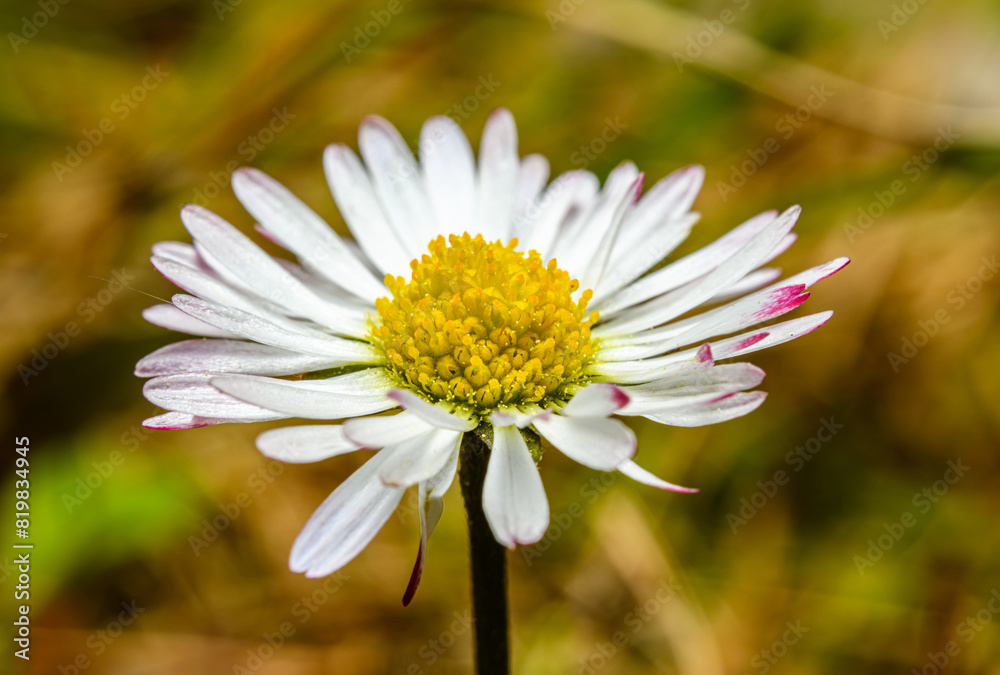 flower detail of white pink common daisy, known as lawn, English, or ...