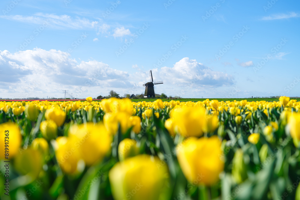Windmill and flowers in the Netherlands. Field with tulips during ...
