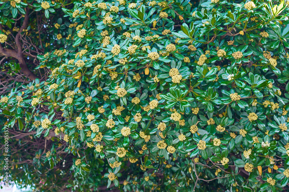 The Japanese cheese wood is also known as Japanese pittosporum ...