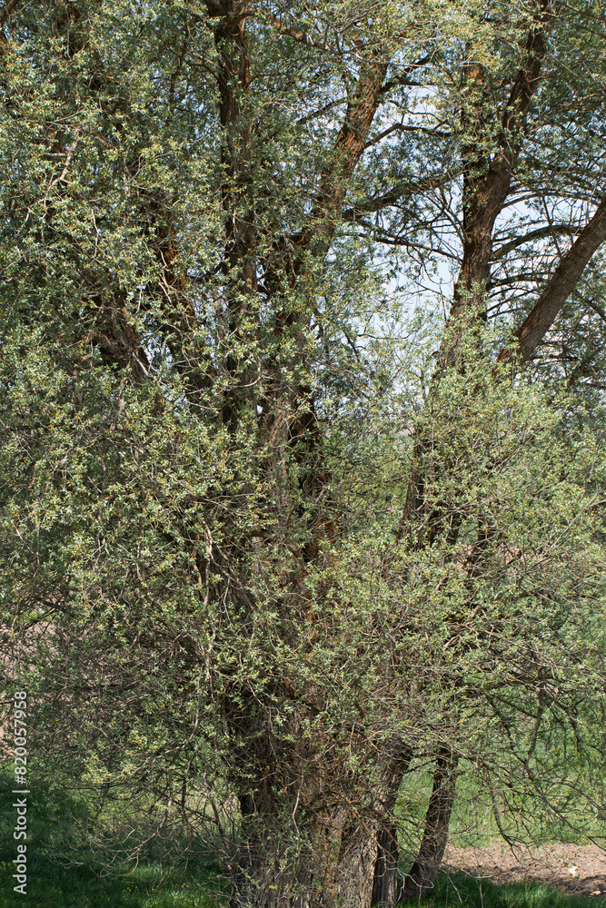 n a farmland, goat willow (Salix caprea) tree, a species from the ...