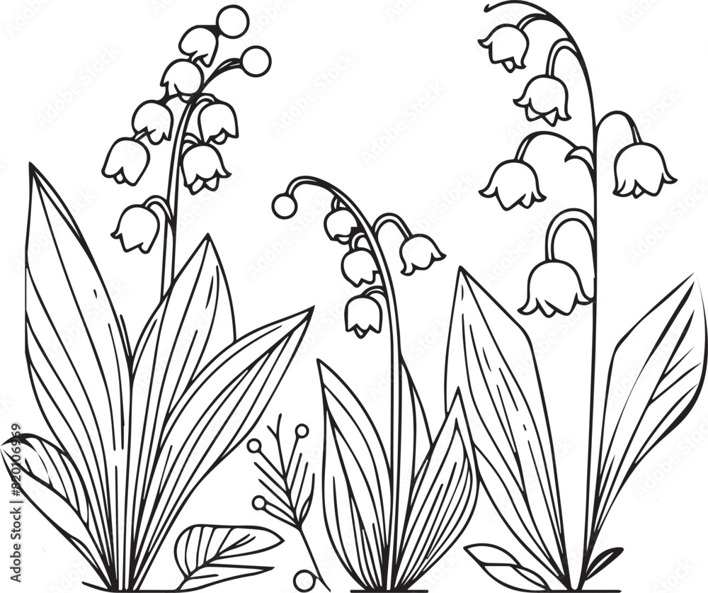 Lily Of The Valley Line Art. Lily Of the Valley outline Illustration ...