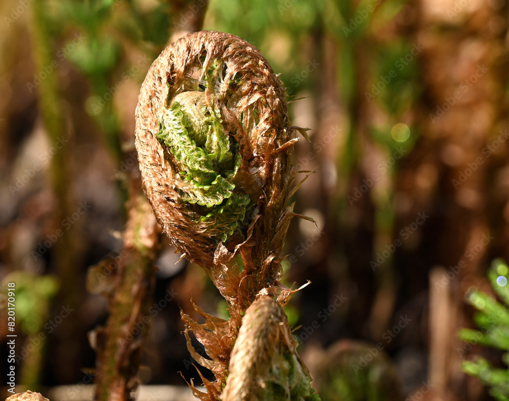 botany, d. filix-mas, dryopteridaceae, dryopteris, dryopteris filix-mas ...