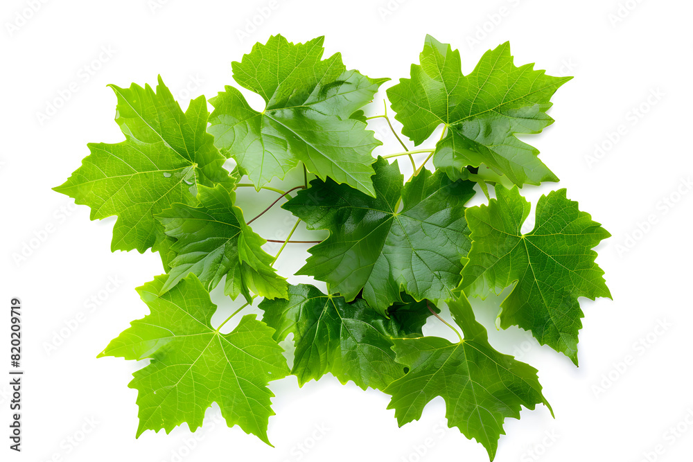High-resolution image of wild grape vine leaves with vibrant green ...