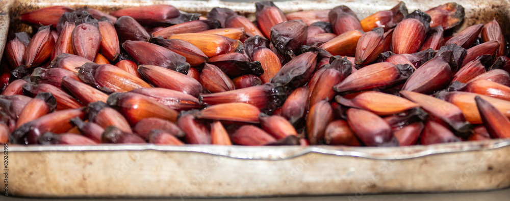 Pinhão fruit from Araucária angustifolia, pine from Paraná ( pinherio ...