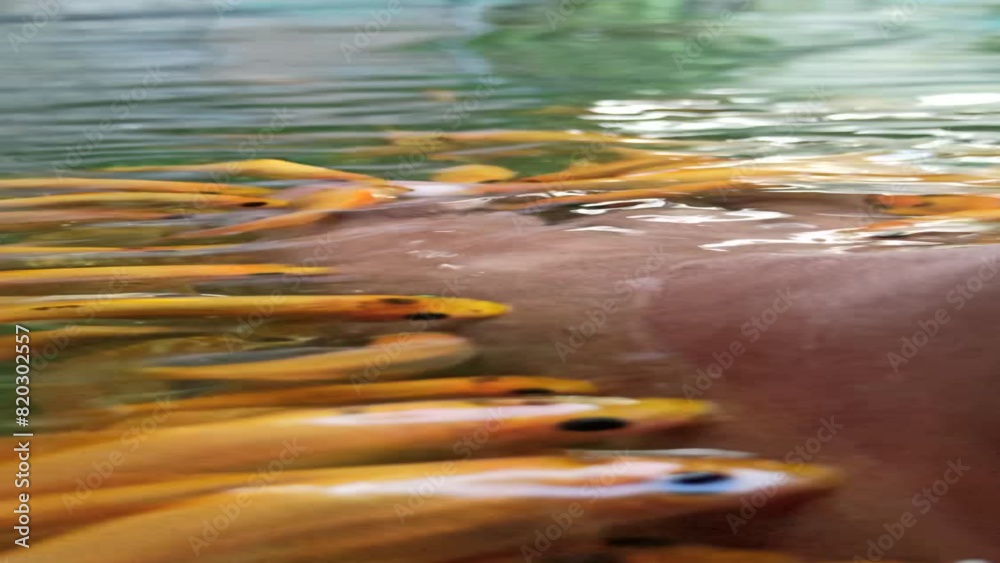 Osteochilus vittatus is a fish species that displays behavior suitable ...