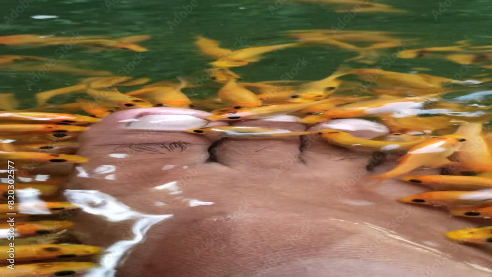 Osteochilus vittatus is a fish species that displays behavior suitable ...