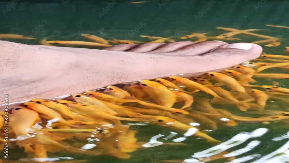 Osteochilus vittatus is a fish species that displays behavior suitable ...