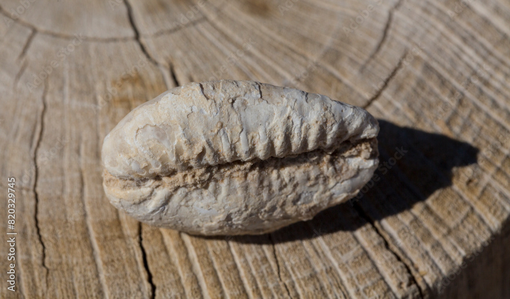 An extinct fossil shell of cypraea cowrie. Mauritia mauritiana ...