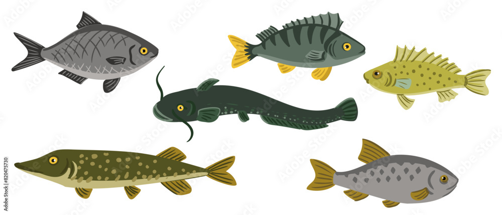 Vector drawing set of fishes, Eurasian ruffe, rutilus roach, northern ...
