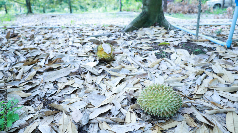 Durian falls on the ground. Small green durian fruits fall on the ...