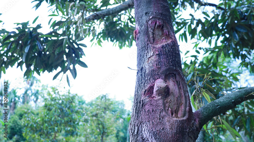 Wounds on the durian tree. Durian trunk with scars on the peel caused ...