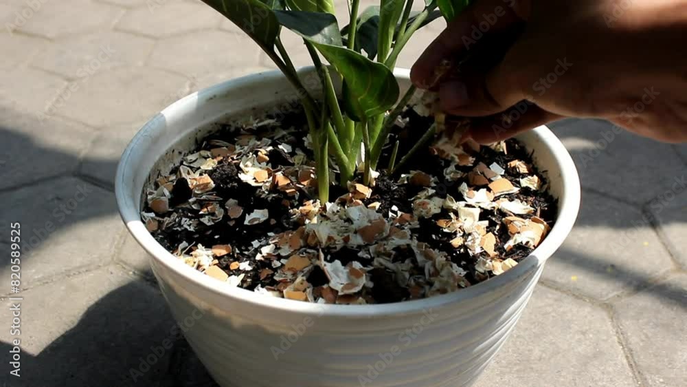 The egg shells on a plant are useful as plant fertilizer and as a ...