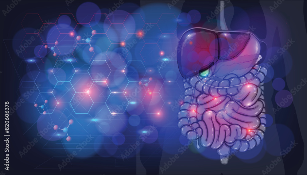 The digestive tract anatomy abstract background. The picture shows the ...