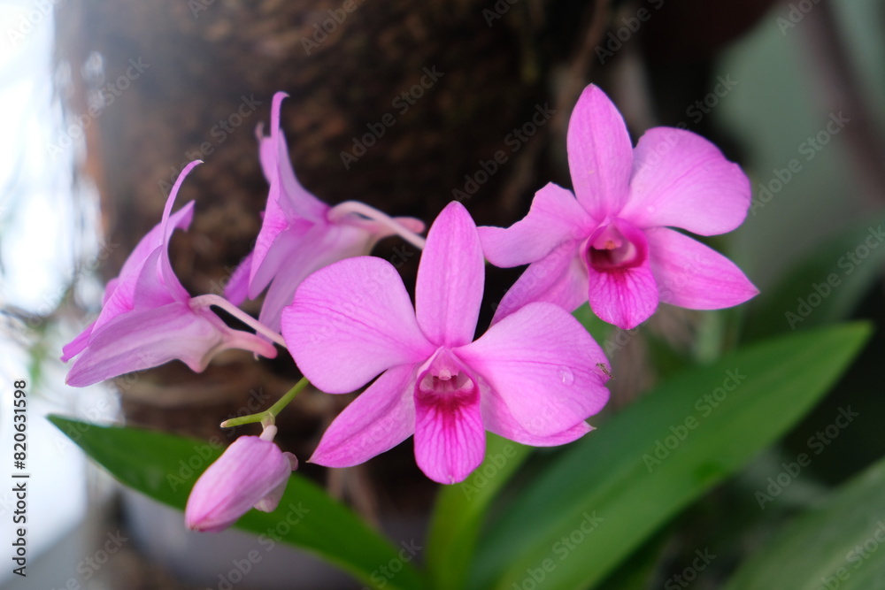 anggrek Larat is one of the flowers of Indonesian identity, especially ...