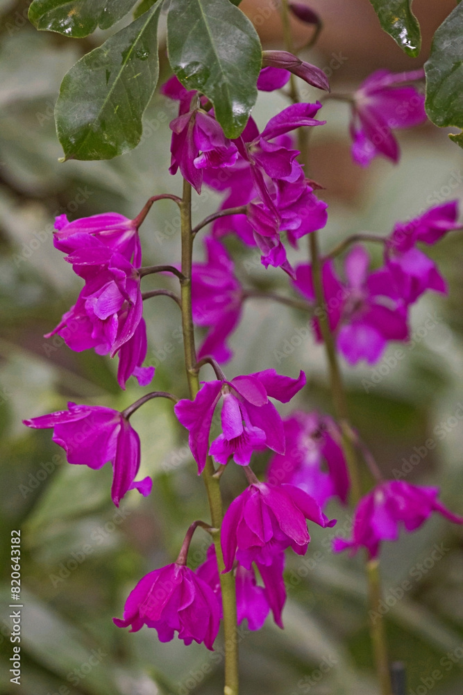 Dendrobium orchid - Dendrobium hybrids. Close up of purple dendrobium ...