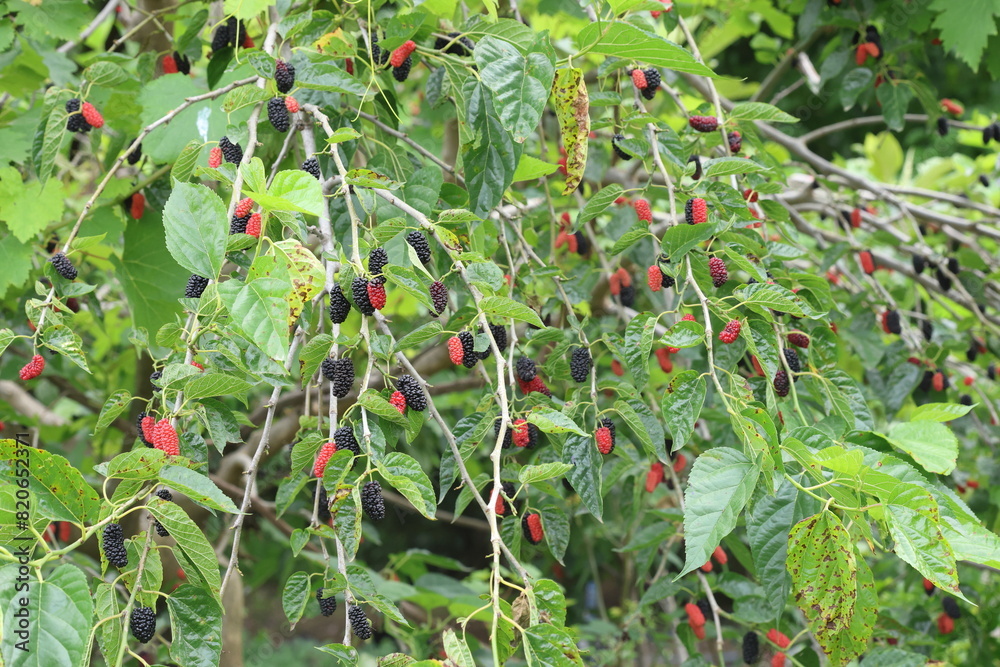 Morus rubra, commonly known as the red mulberry, is a species of ...
