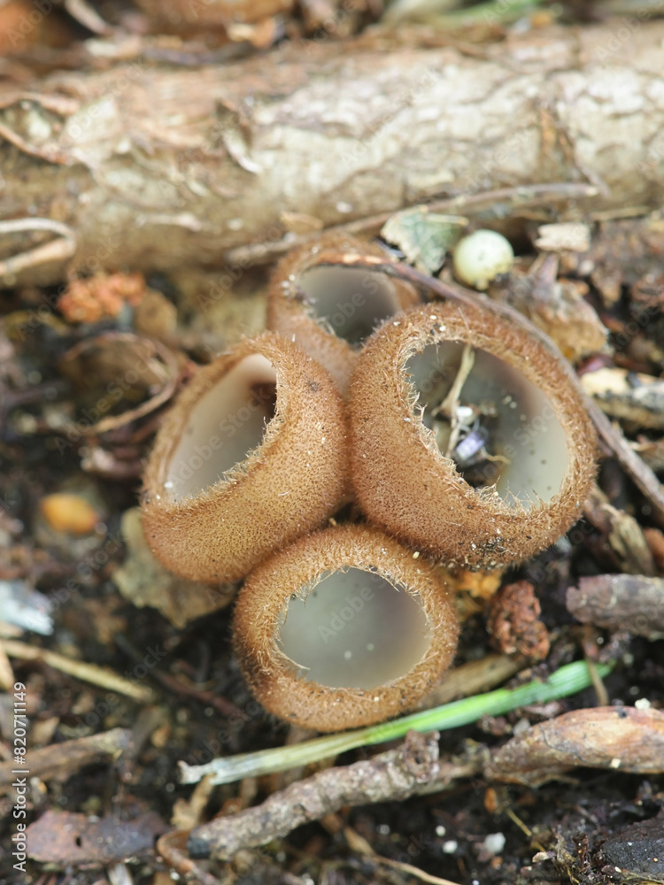 Trichophaea hemisphaerioides, a tiny cup fungus from Finland with ...
