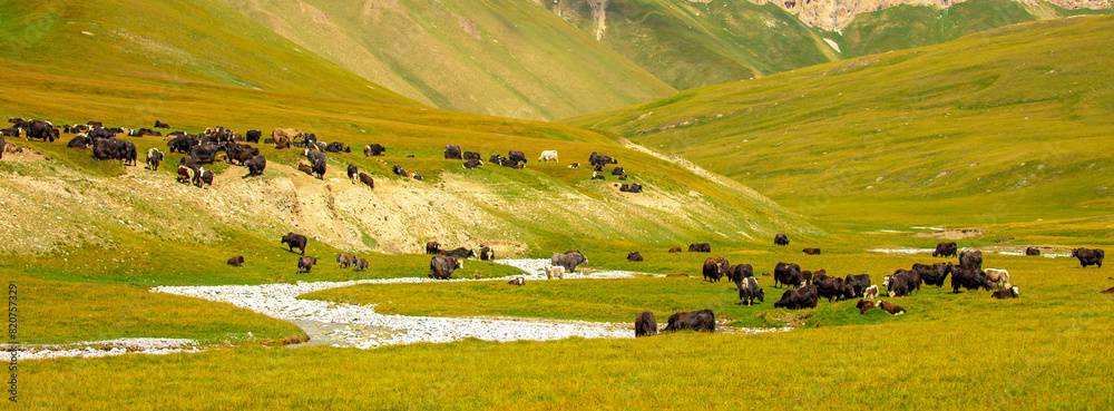 A herd of yaks graze in the mountains. Himalayan big yak in a beautiful ...