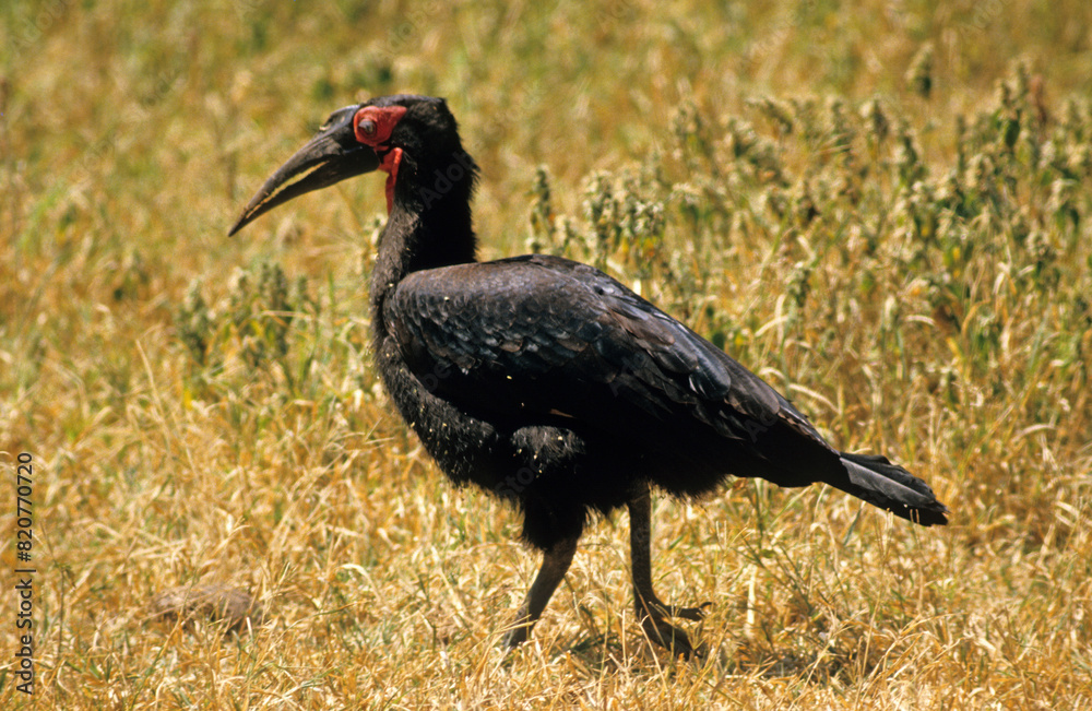 Bucorve du Sud, Grand calao terrestre, Bucorvus leadbeateri, Southern ...