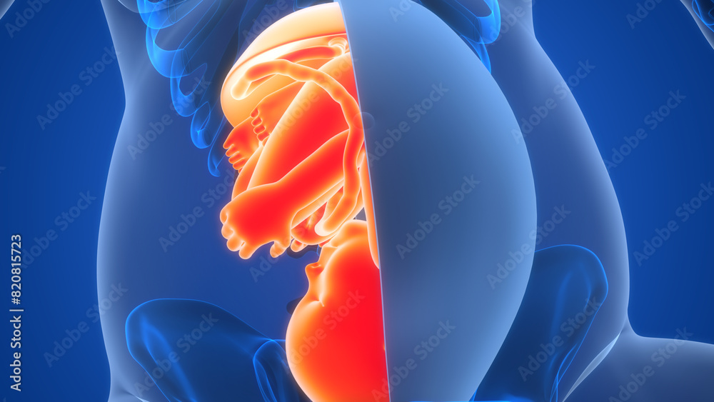 Human Fetus Baby in Womb Anatomy Stock Illustration | Adobe Stock