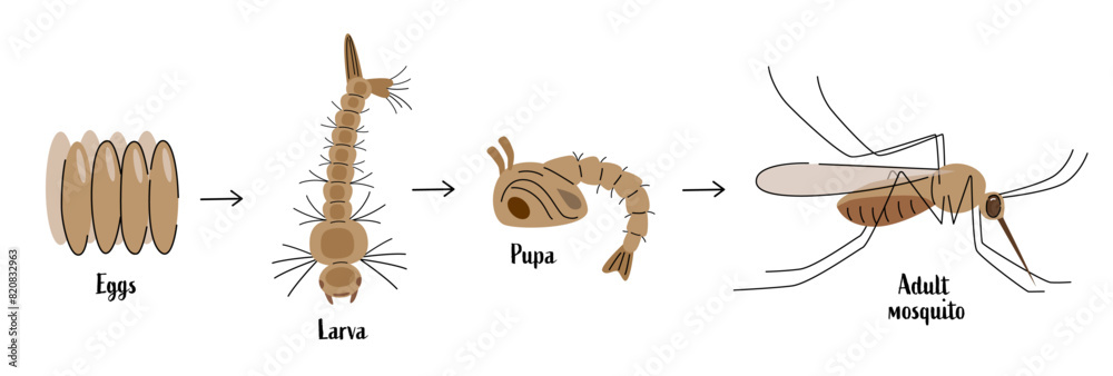 Mosquito life cycle illustration with eggs, larva, pupa and, adult ...