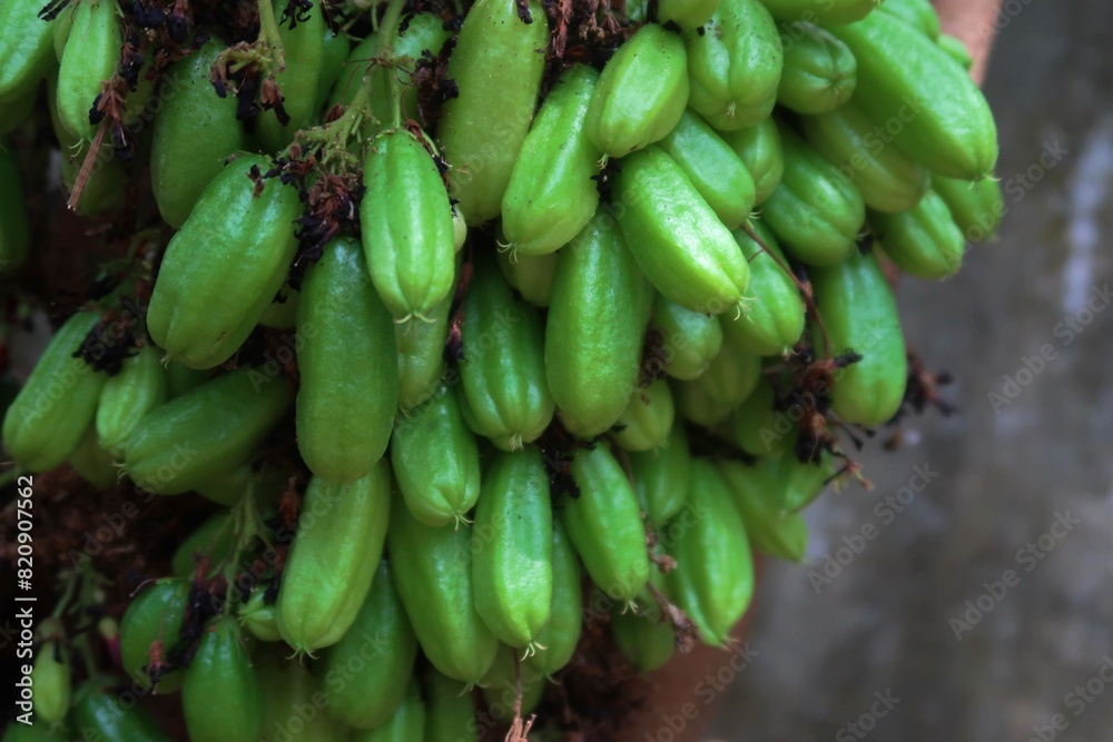Averrhoa bilimbi or Irumban puli is a local fruit in South India Asia ...