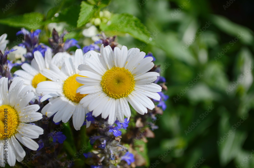 Wild daisy flowers growing on meadow, white chamomiles on green grass ...