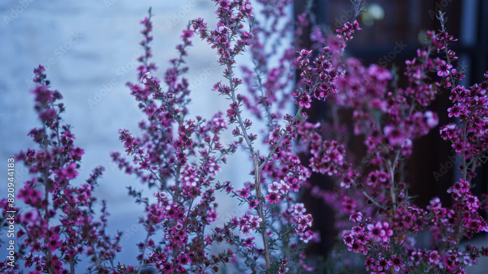 Vibrant pink flowers of the leptospermum scoparium, also known as ...