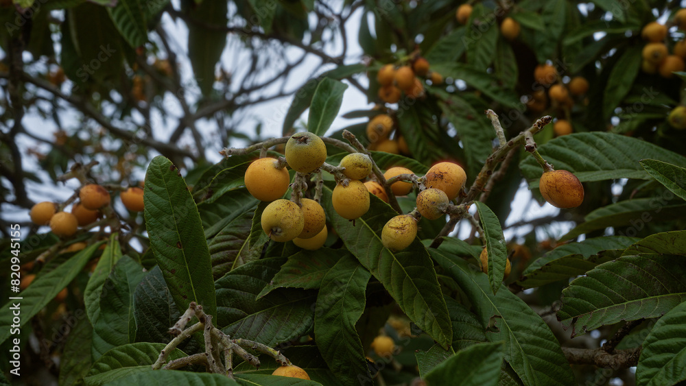 Ripening loquat fruits, also known as eriobotrya japonica, hang from a ...