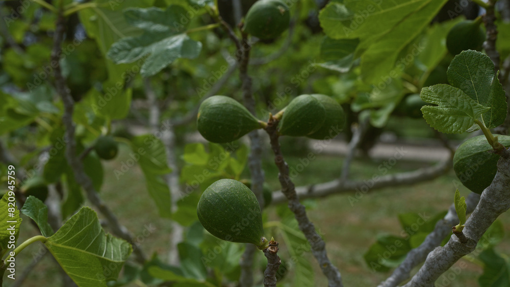 Close-up of green figs growing on a fig tree in an outdoor setting in ...