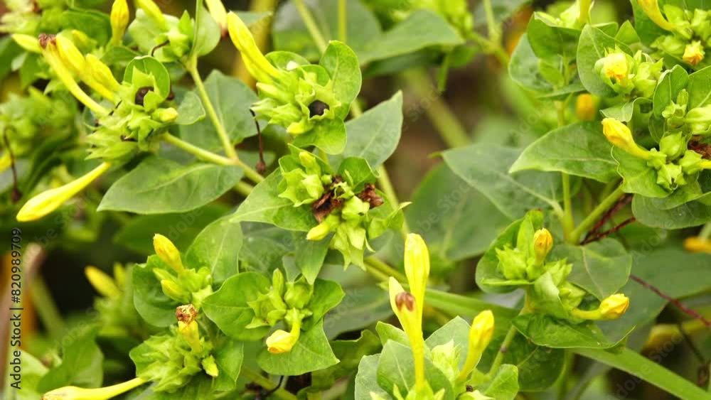 Mirabilis jalapa, marvel of Peru or four o'clock flower, is most ...
