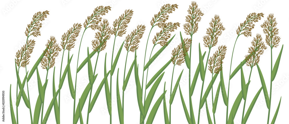 reed, vector drawing wild plants at white background, floral border ...