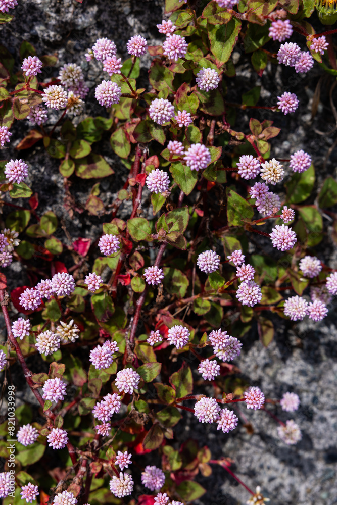 Pink head knotweed, which blooms in abundance in the garden with pale ...