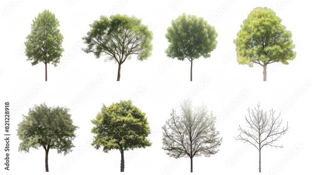 Assortment of eight isolated trees on white background, showcasing ...