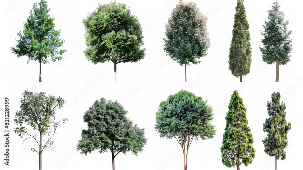 Assortment of eight isolated trees on white background, showcasing ...