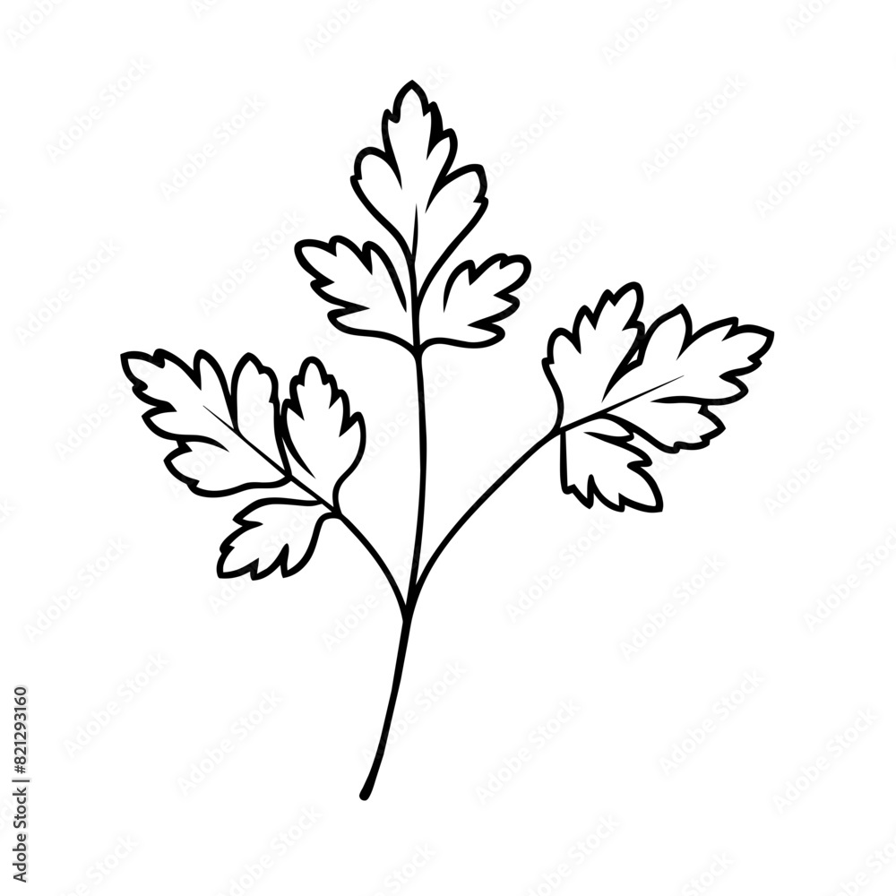 black and white line drawing vector showcases chervil (Anthriscus ...