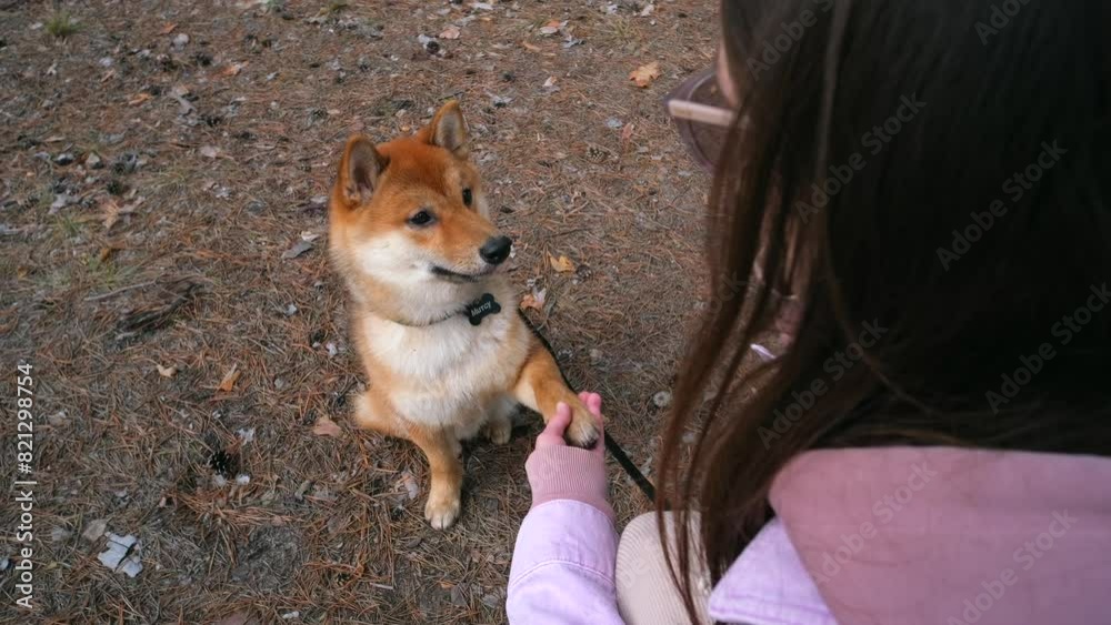 Shaking a Paw. POV Shaking hand with dog. training shiba inu for give a ...