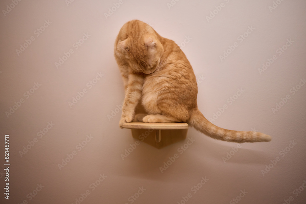 Felidae scratching wood wall, carnivore pet supply with whiskers and ...
