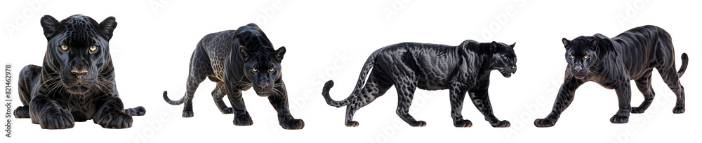 Black panther collection png, different poses set like side view ...