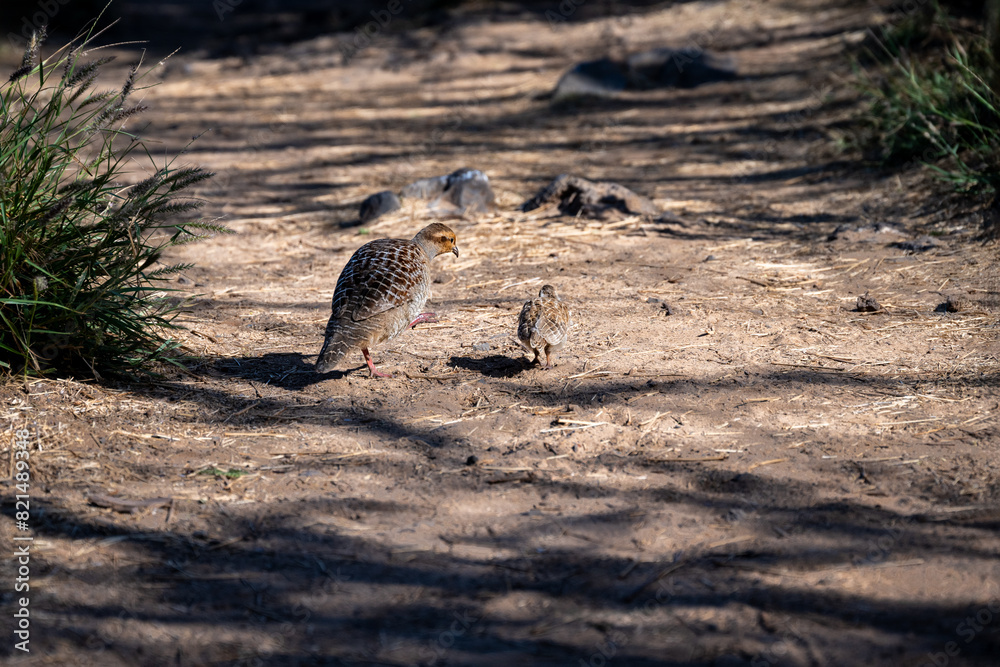 Brown Erckel's Francolin hen walking down a dirt trail with a spring ...