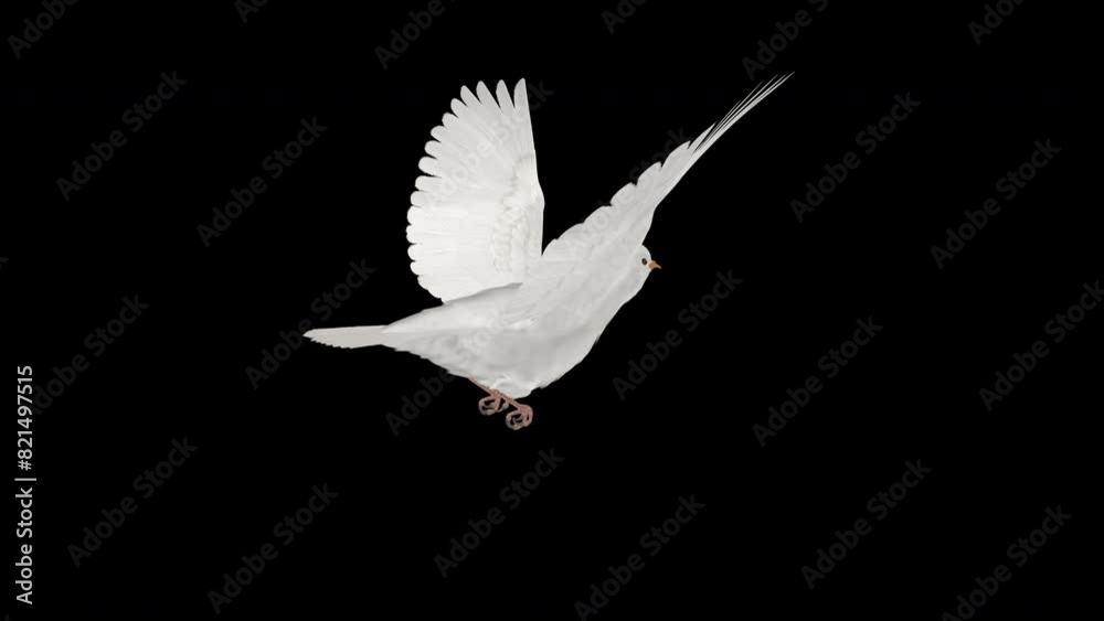 White Dove Pigeon Bird - Flying Loop - Back Angle Side Aerial View ...